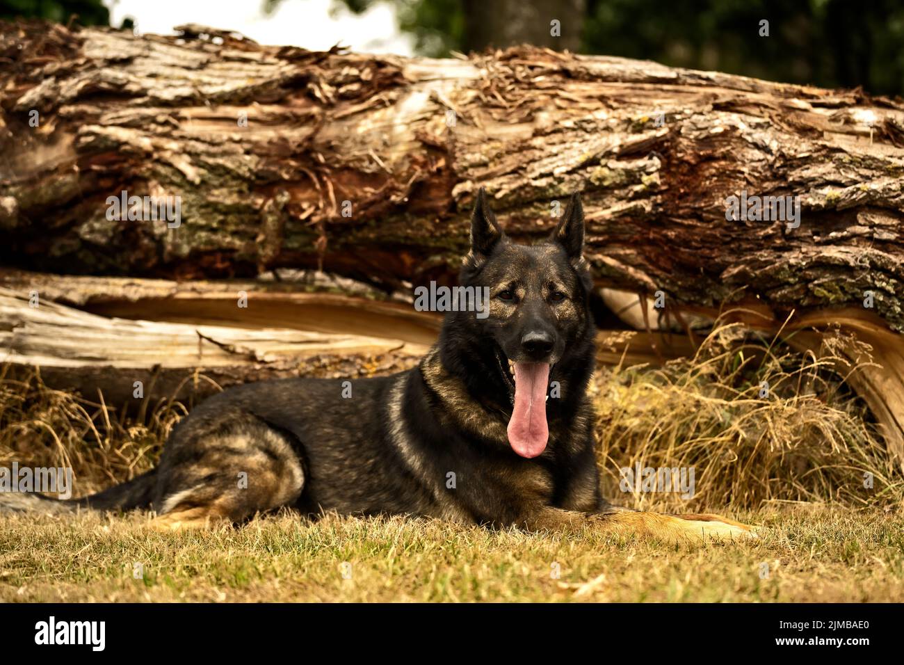 A selective of a German shepherd dog in a park Stock Photo - Alamy