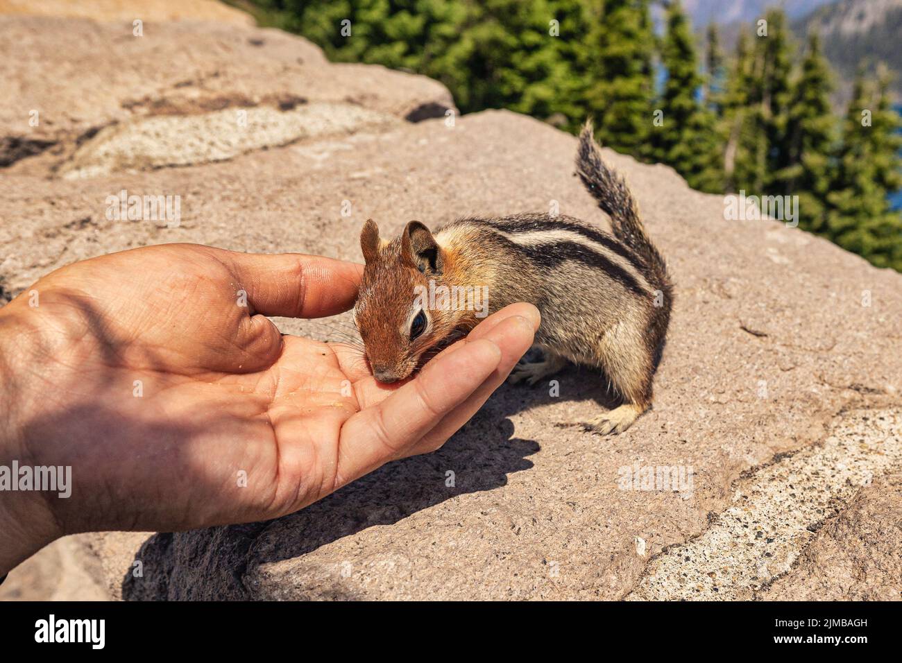 The human hand giving food to an adorable chipmunk on the top of stone ...