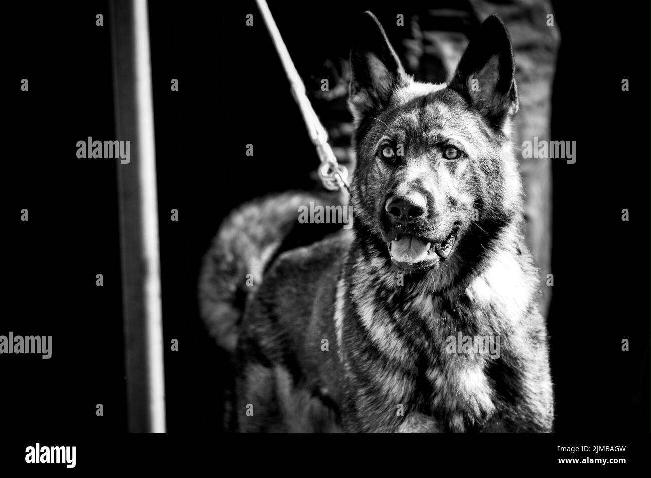 A grayscale of a German shepherd dog Stock Photo - Alamy