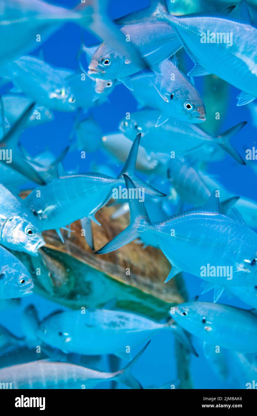 A vertical closeup of beautiful blue Tuna fishes swimming in the ocean ...