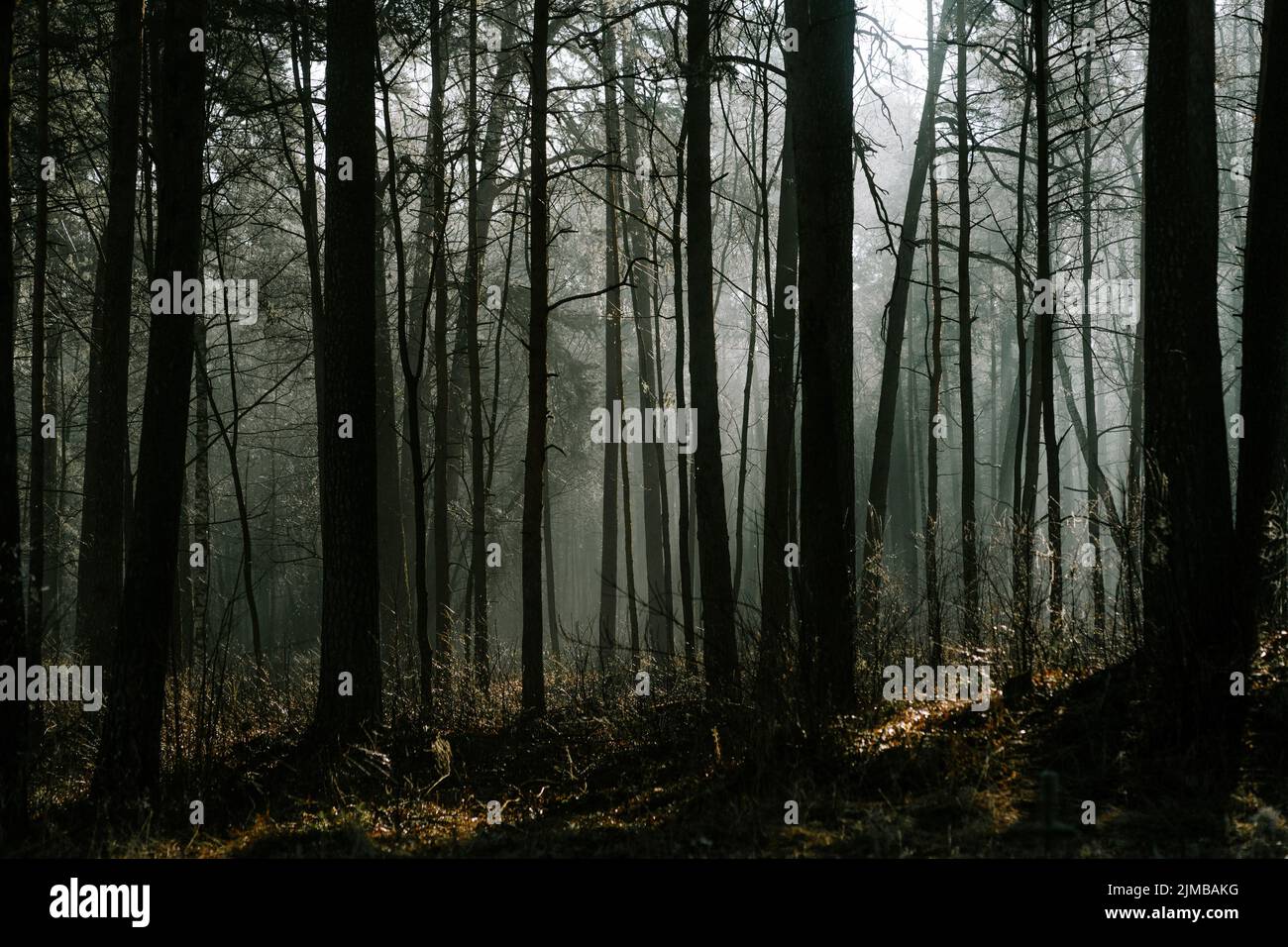 A beautiful landscape of a dense forest in mist Stock Photo - Alamy