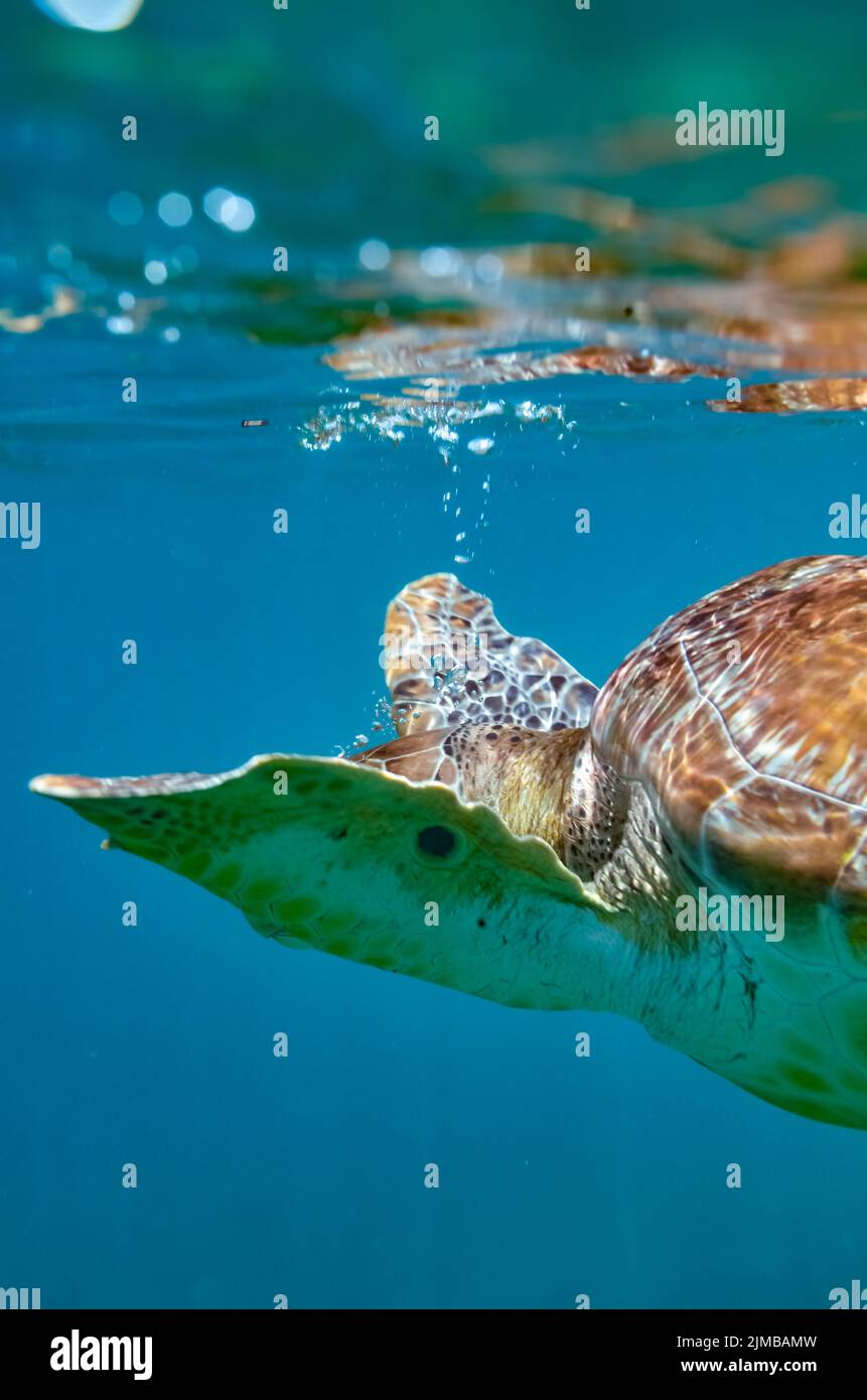 A vertical closeup of a sea turtle swimming under the water Stock Photo ...