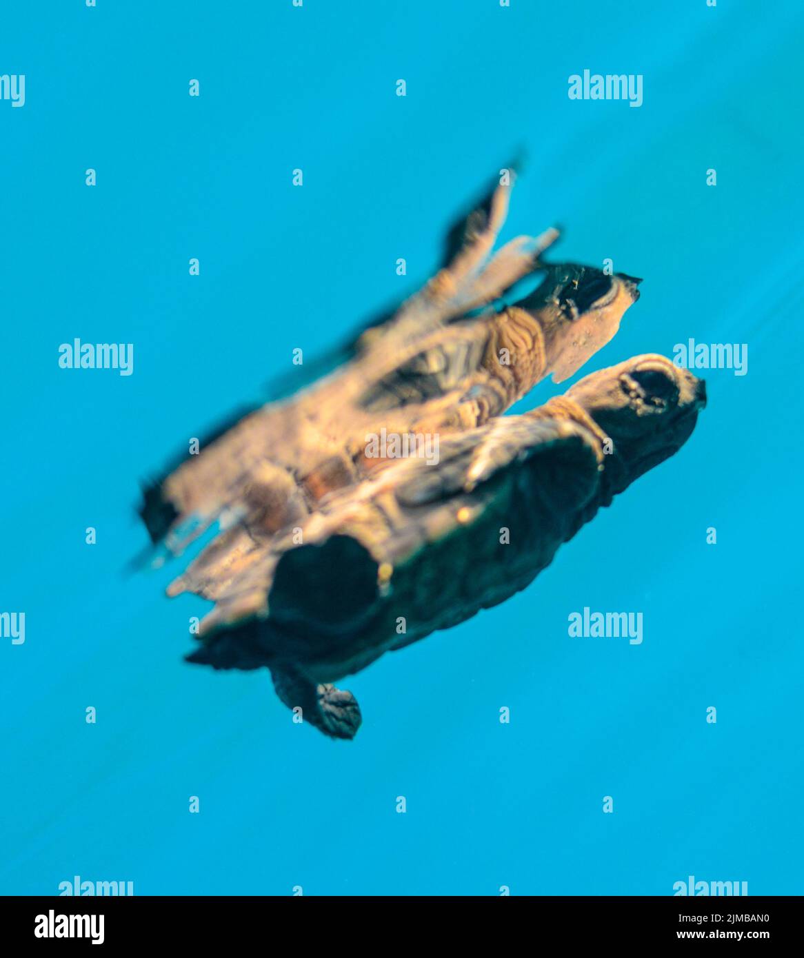 A vertical closeup of a baby sea turtle in the blue ocean reflected in ...