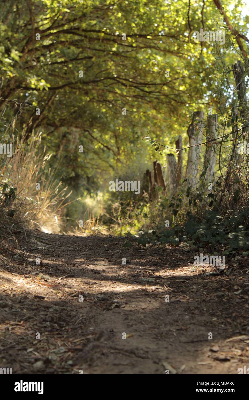 A muddy pathway with trees on each sides Stock Photo - Alamy