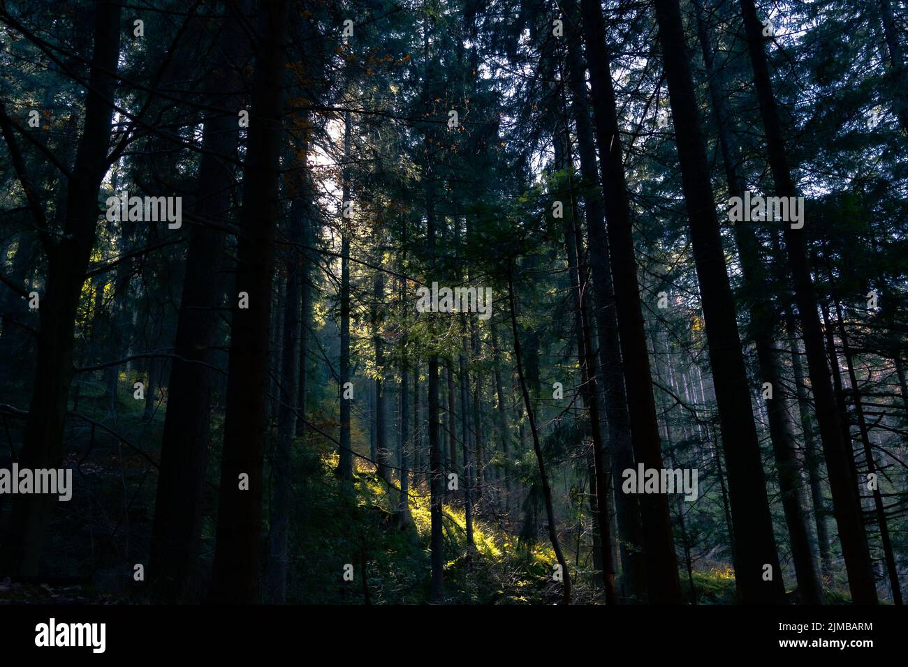 A beautiful landscape of a dense forest in mist Stock Photo - Alamy