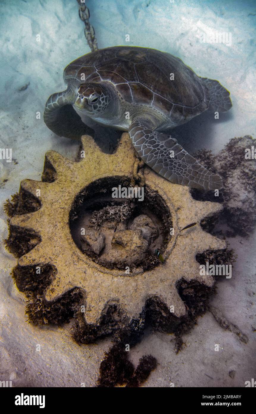 A vertical closeup of a beautiful sea turtle next to an old metal ...