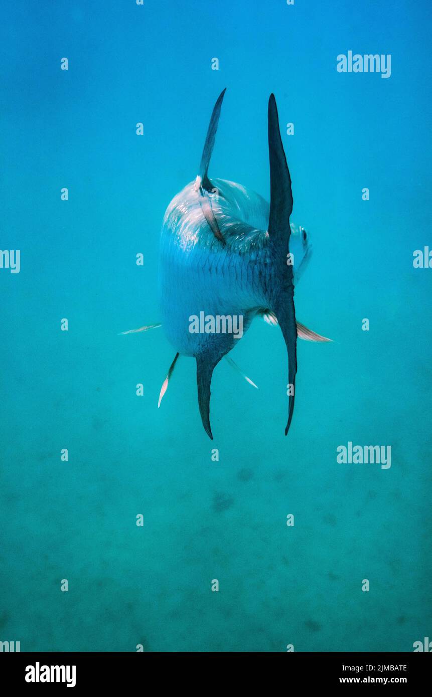 A vertical closeup of a big fish swimming in the deep blue ocean Stock ...