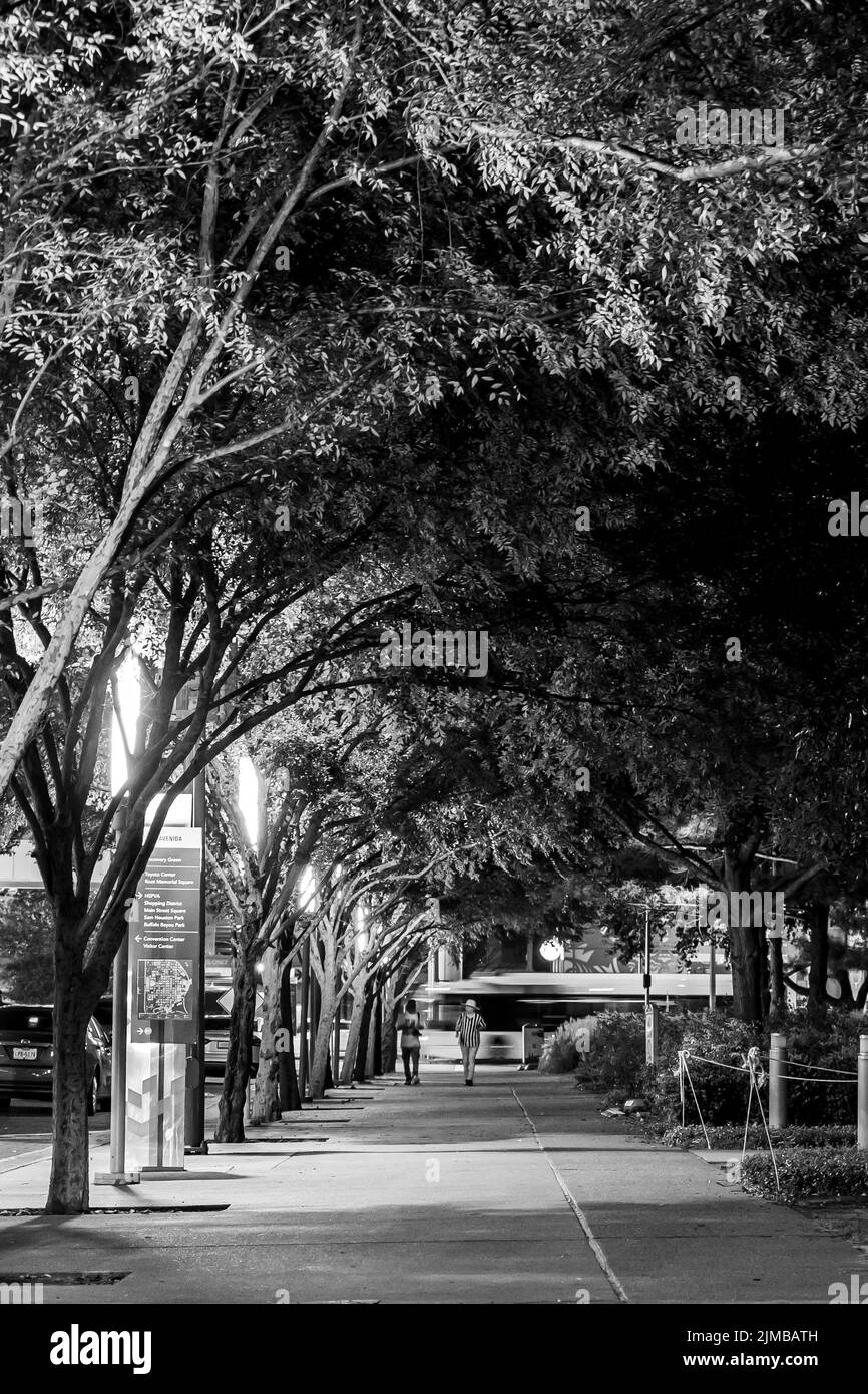 A vertical shot of a pathway in a park surrounded by trees in grayscale ...
