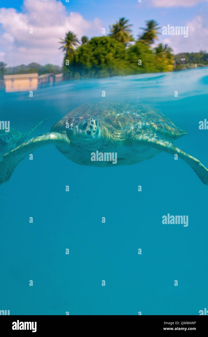 A vertical closeup of a sea turtle swimming under the ocean Stock Photo ...