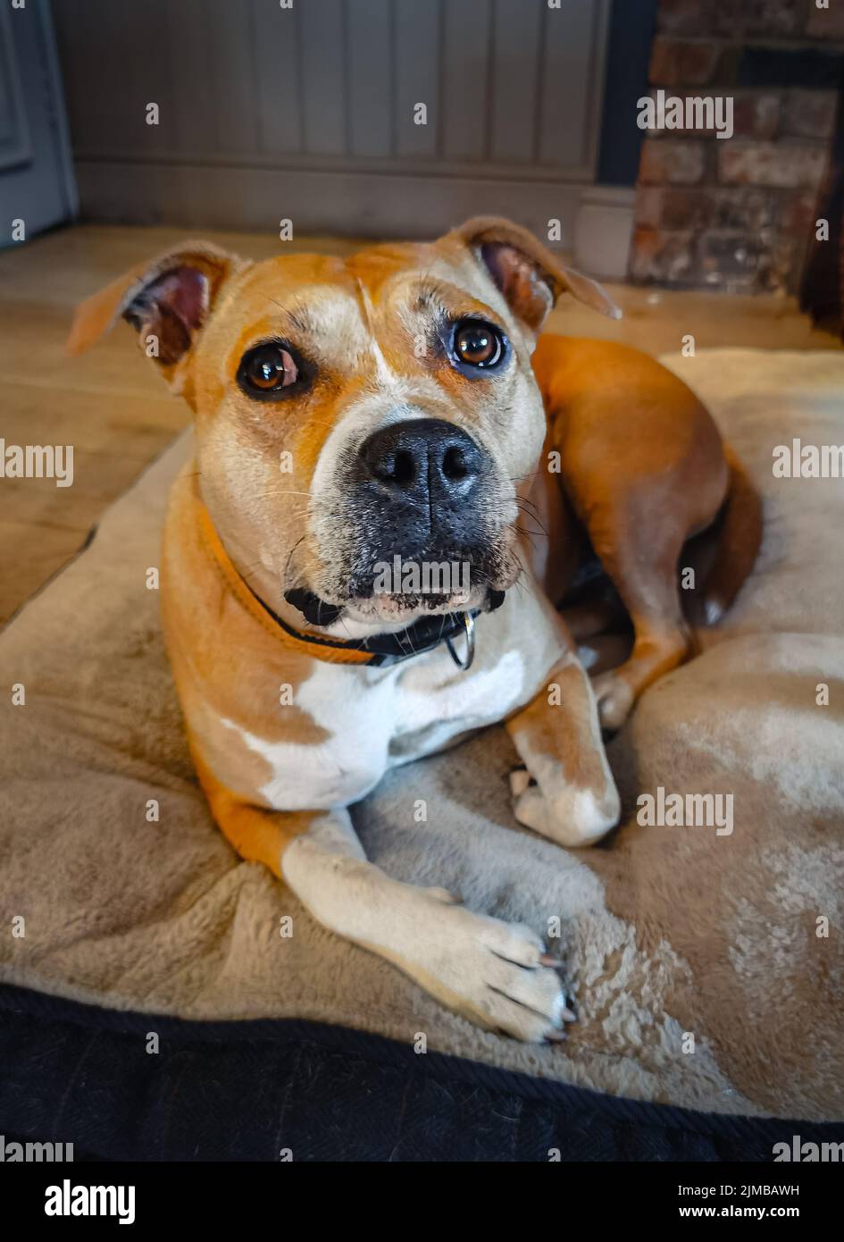 A vertical closeup of a light brown Staffordshire Bull Terrier posing ...