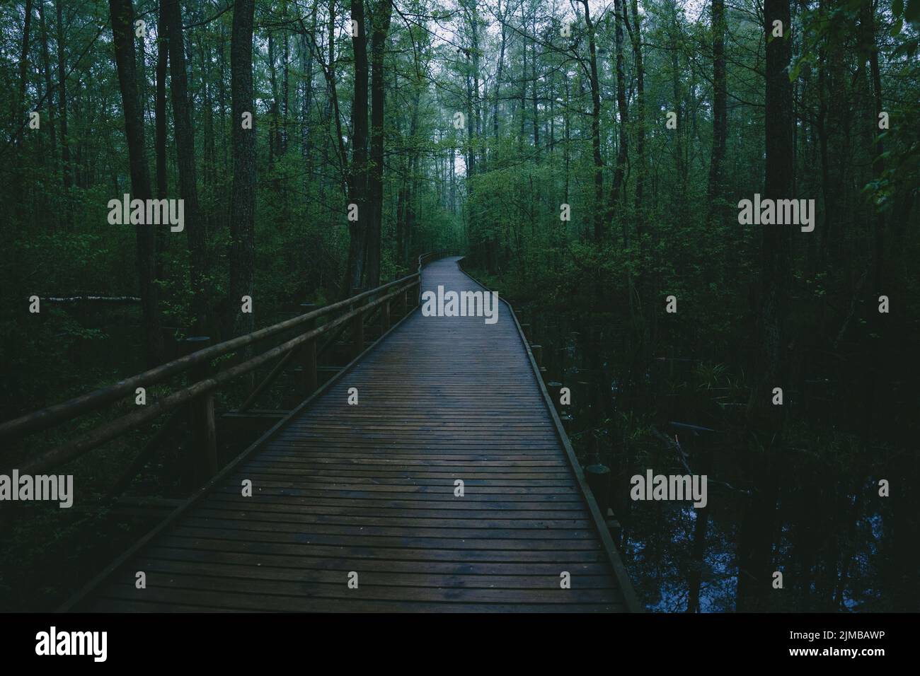 A wooden pathway in a dense green forest Stock Photo - Alamy
