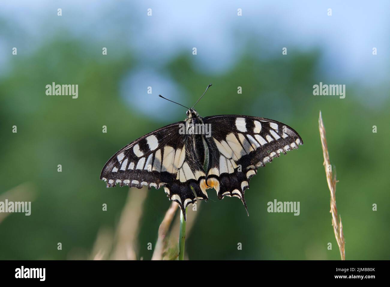 A black and white mahaon butterfly on a plant Stock Photo - Alamy