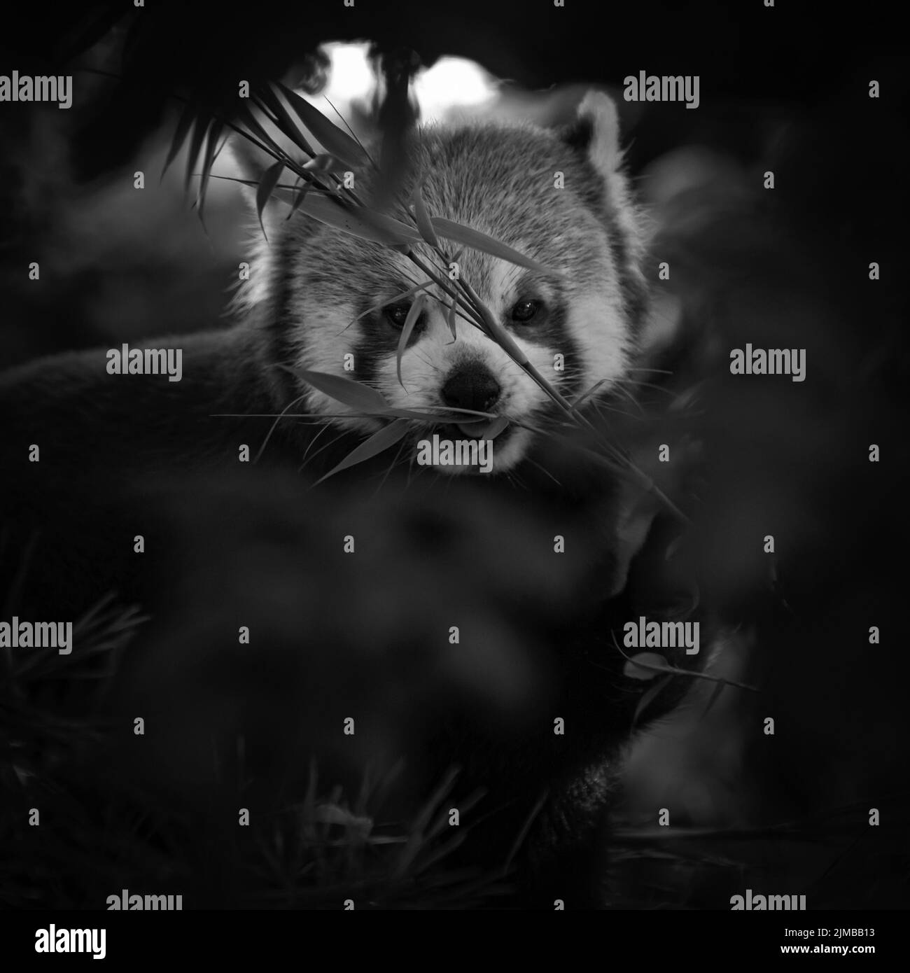 A vertical grayscale closeup of a red panda. Animal portrait Stock ...