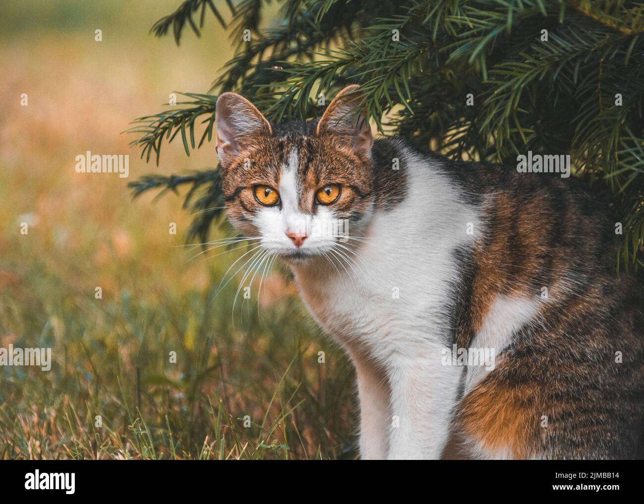 Cute cat pine tree hi-res stock photography and images - Alamy