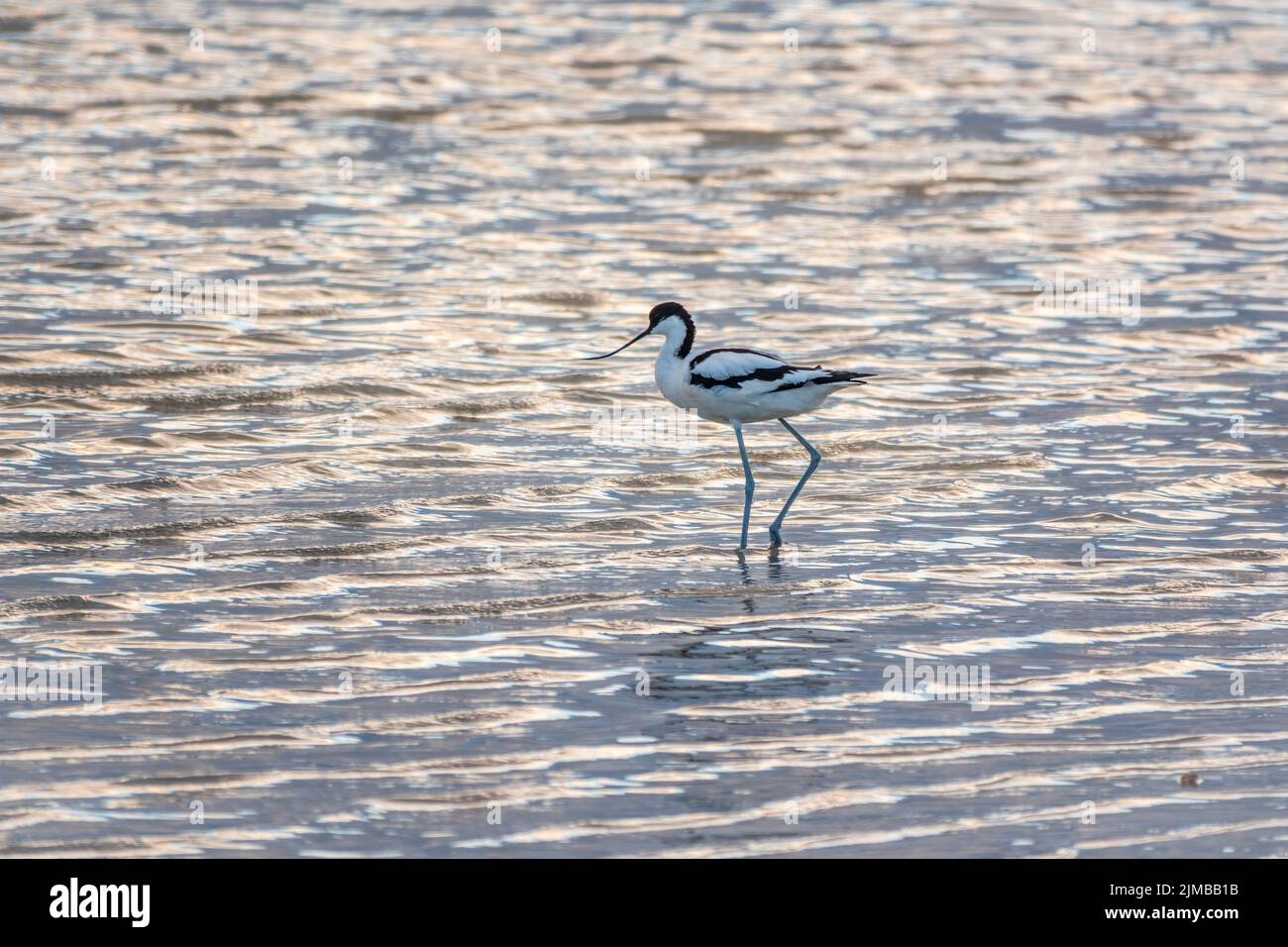 Water bird pied avocet, Recurvirostra avosetta, feeding in the lake ...