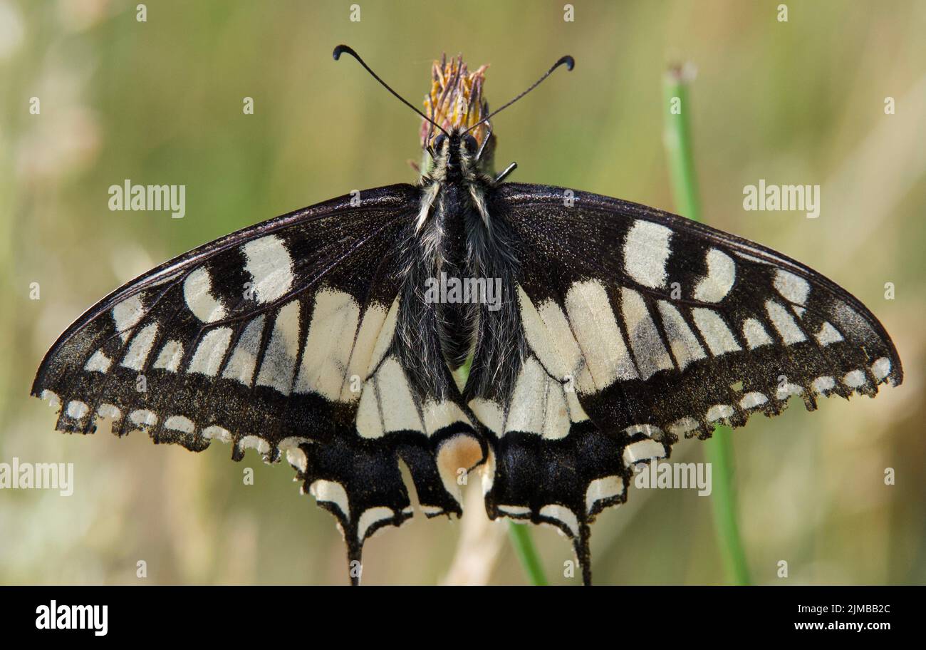 A black and white mahaon butterfly on a plant Stock Photo - Alamy