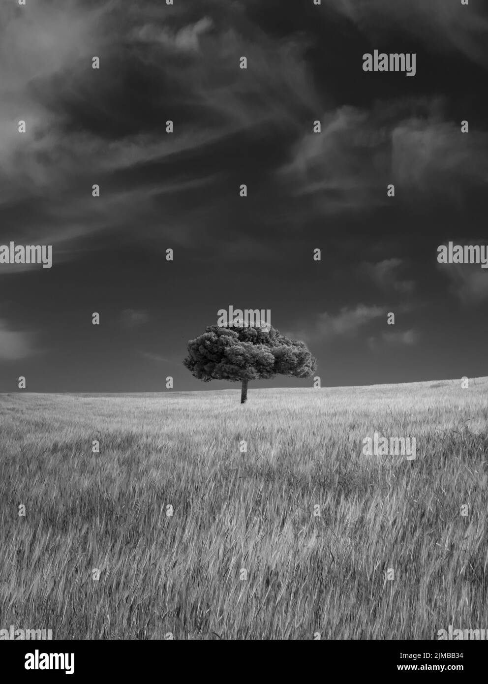 A grayscale of a lonely tree in a field Stock Photo - Alamy