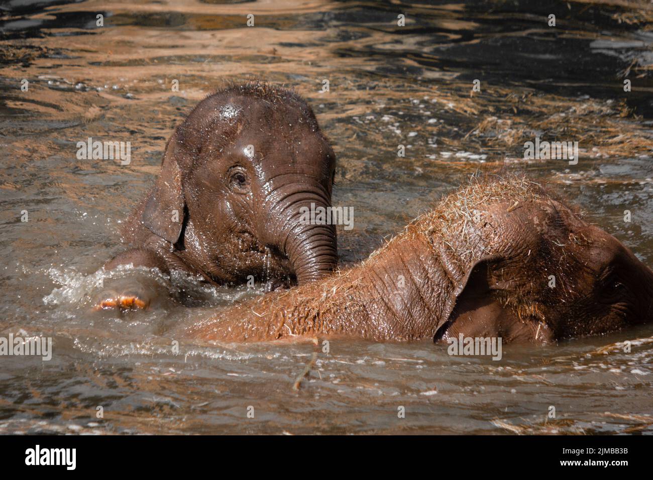 A closeup of a cute Indian elephant calf swimming with a sibling in the ...