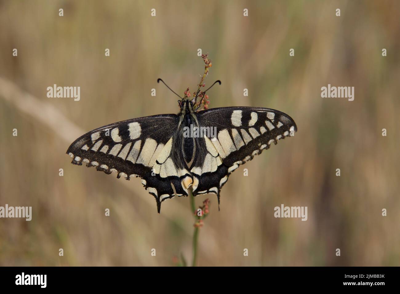 A black and white mahaon butterfly on a plant Stock Photo - Alamy
