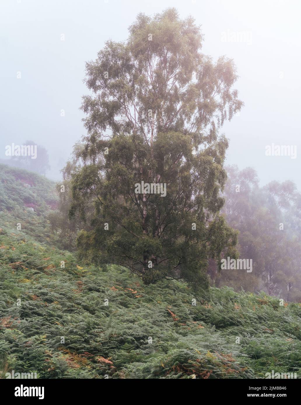 A selective of a green tree in a forest on a foggy day Stock Photo - Alamy