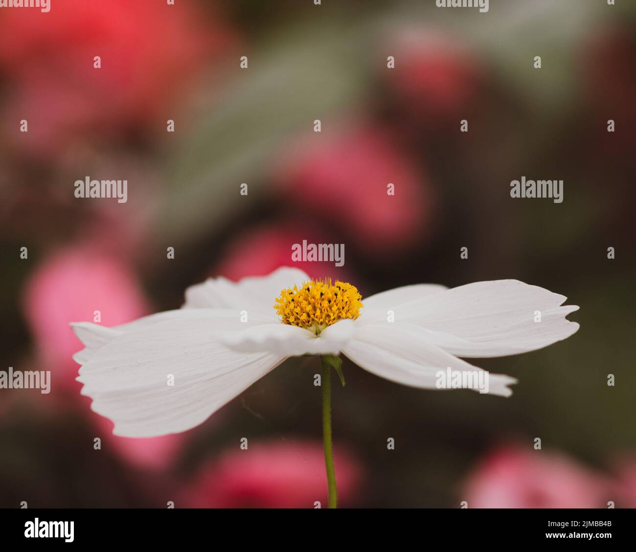 A closeup of a white Mexican aster, Cosmos bipinnatus Stock Photo - Alamy