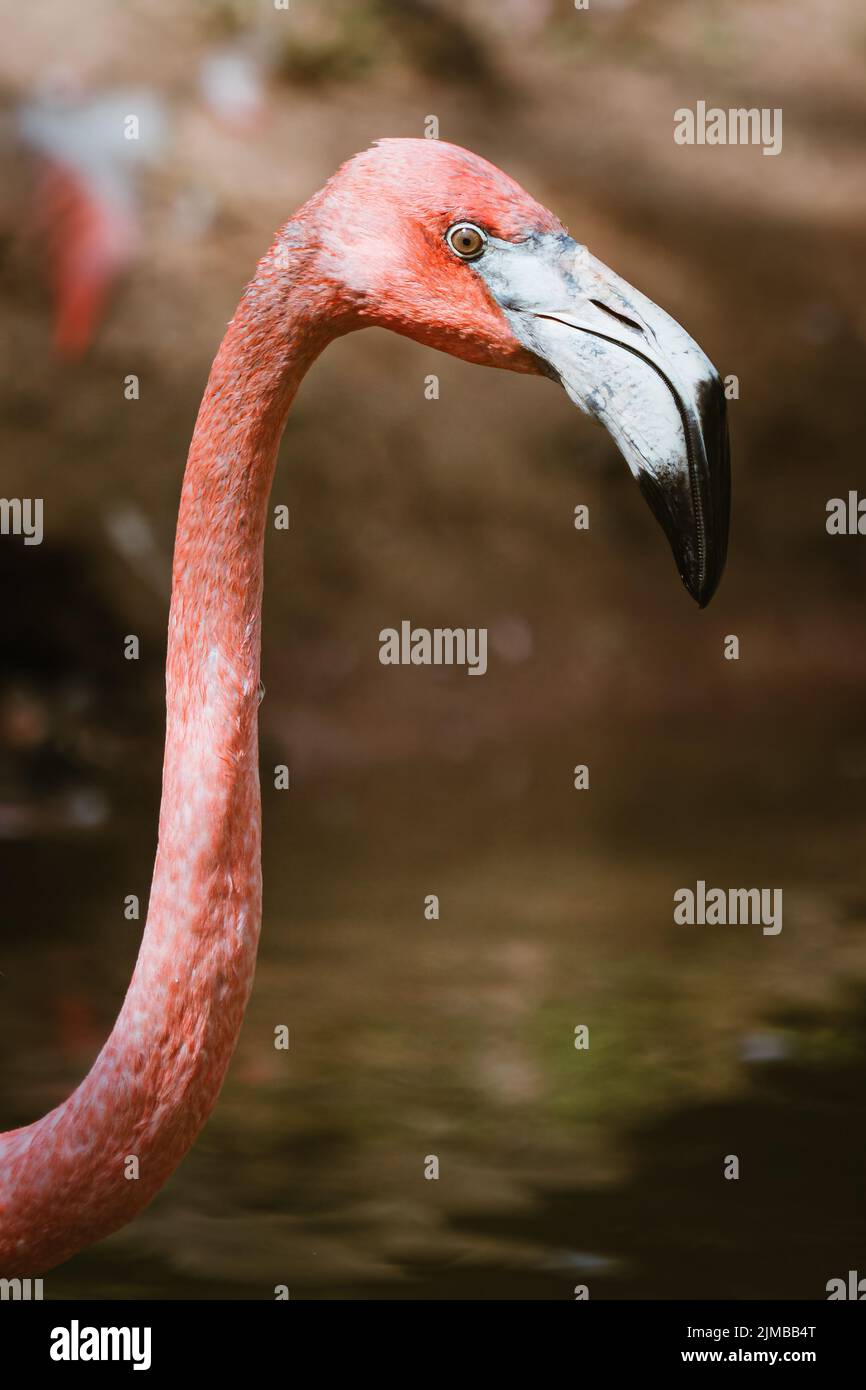 A vertical closeup of American flamingo showing off its long and ...
