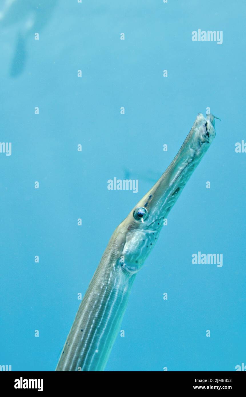 A vertical closeup of a beautiful pipefish under the deep blue clean ...