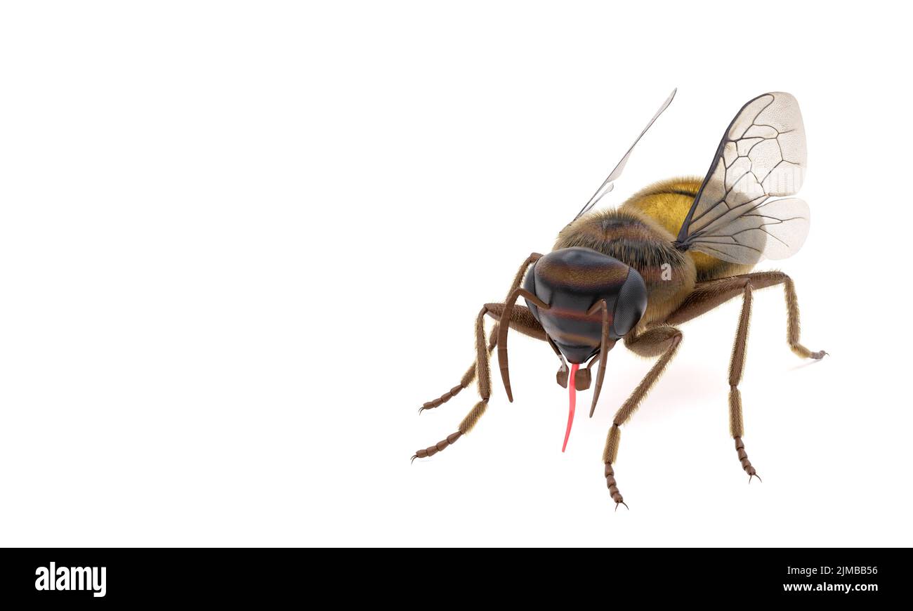 A 3d rendering of a bee isolated on white background with copy space ...