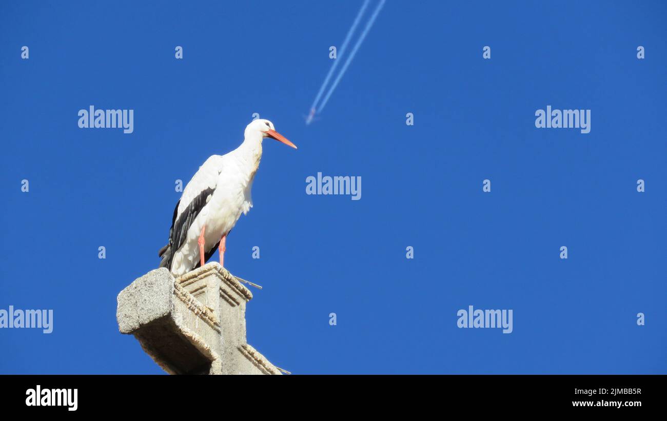 A low-angle shot of a Stork perched on a post with a jet plane in the ...