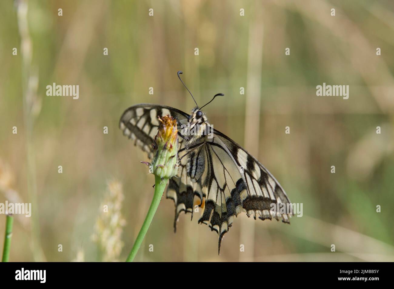 A black and white mahaon butterfly on a plant Stock Photo - Alamy