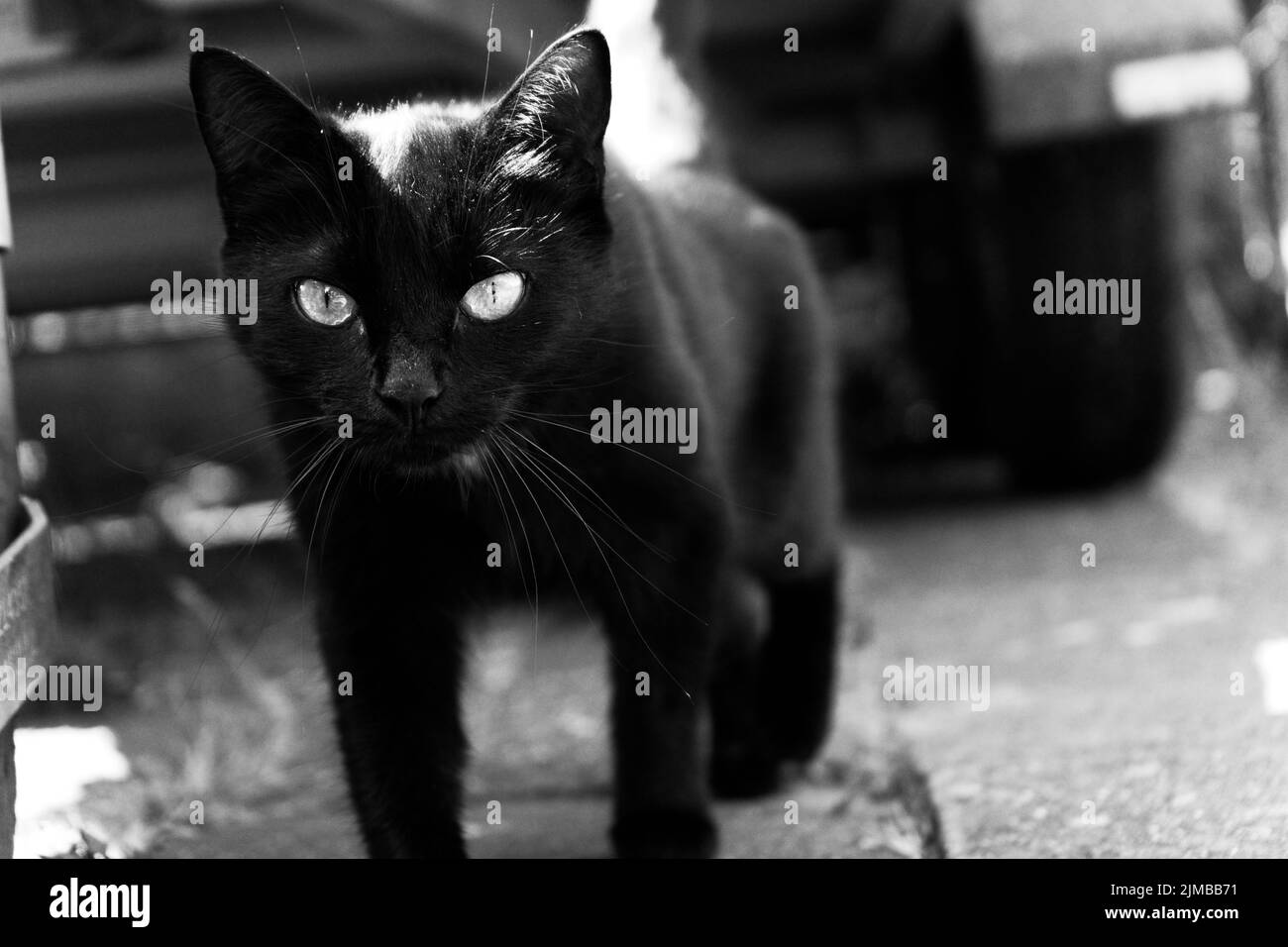 A grayscale of a black cat walking outdoors Stock Photo - Alamy