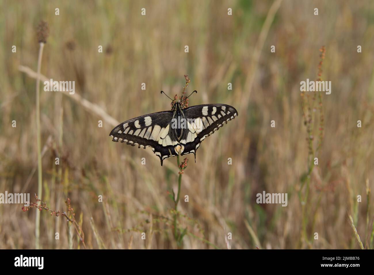 A black and white mahaon butterfly on a plant Stock Photo - Alamy