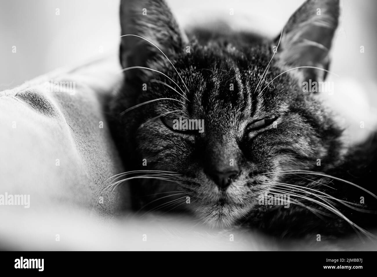 A grayscale of a lazy cat Stock Photo - Alamy