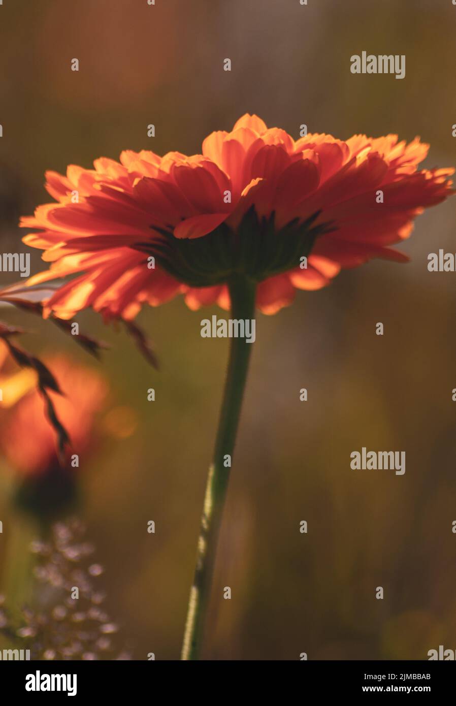 A vertical shot of a orange flower with blurred plants on the horizon ...