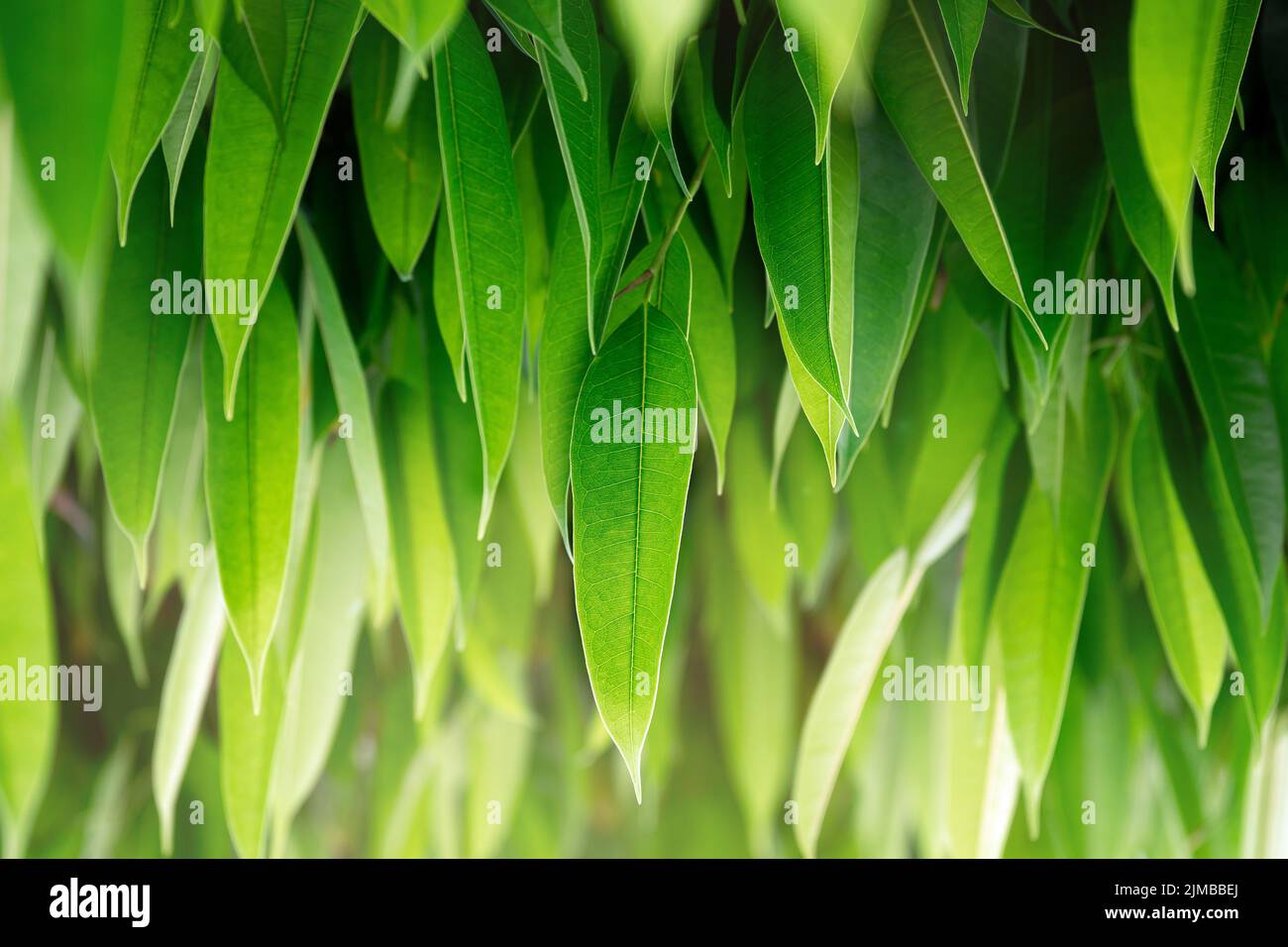 Leaves lit sun hi-res stock photography and images - Alamy