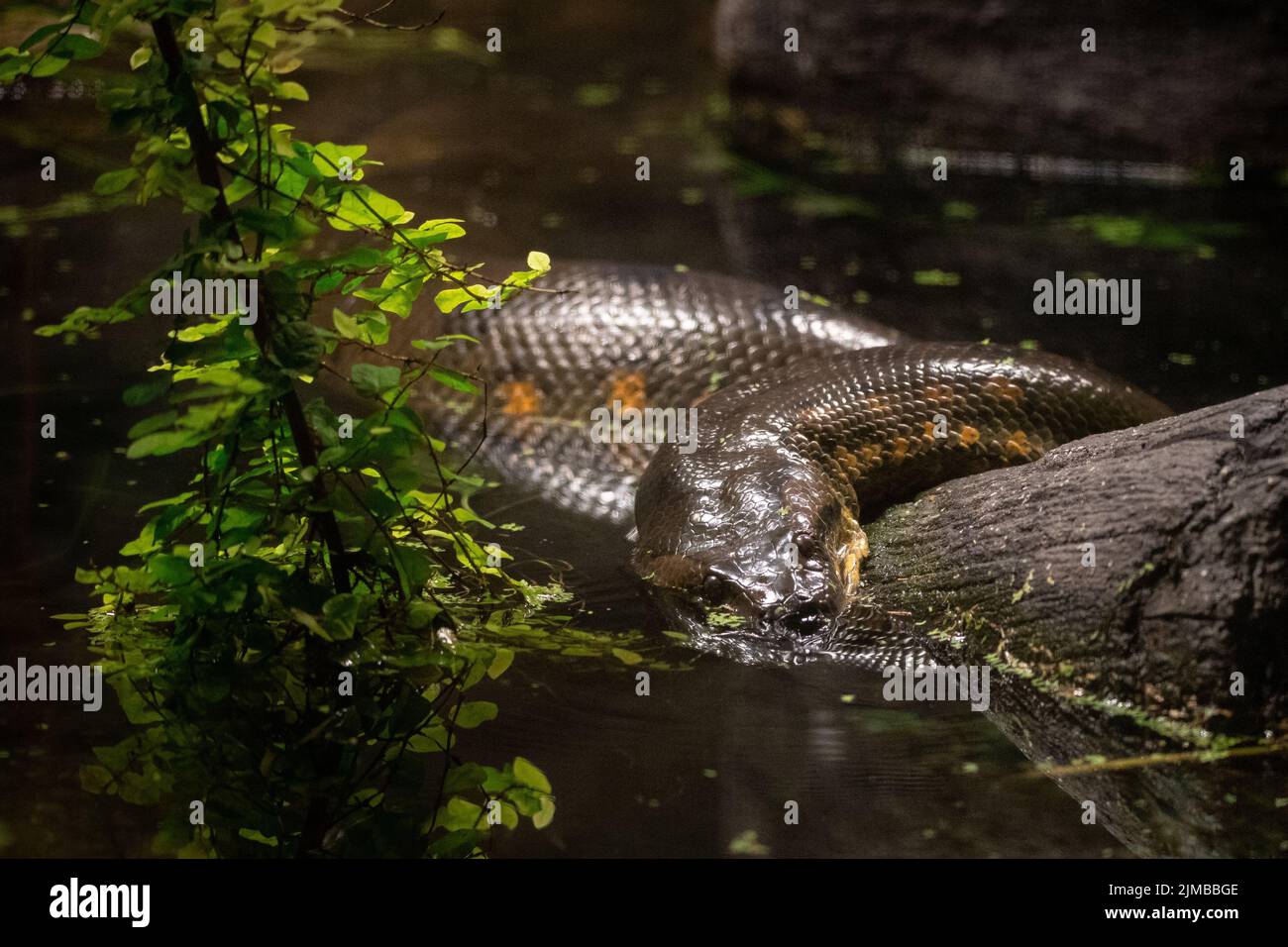 A closeup of a big water snake getting up the tree trunk outdoors Stock ...