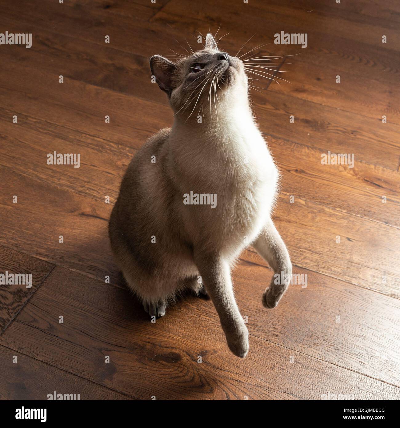 Cat Sitting With Back Legs Up And Rocket Out