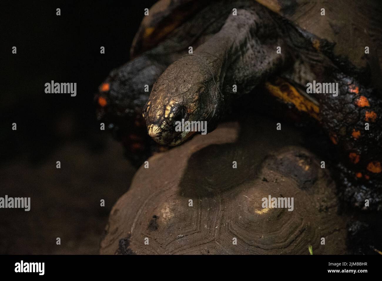 A closeup of two Red-footed turtles mating in wildlife Stock Photo - Alamy