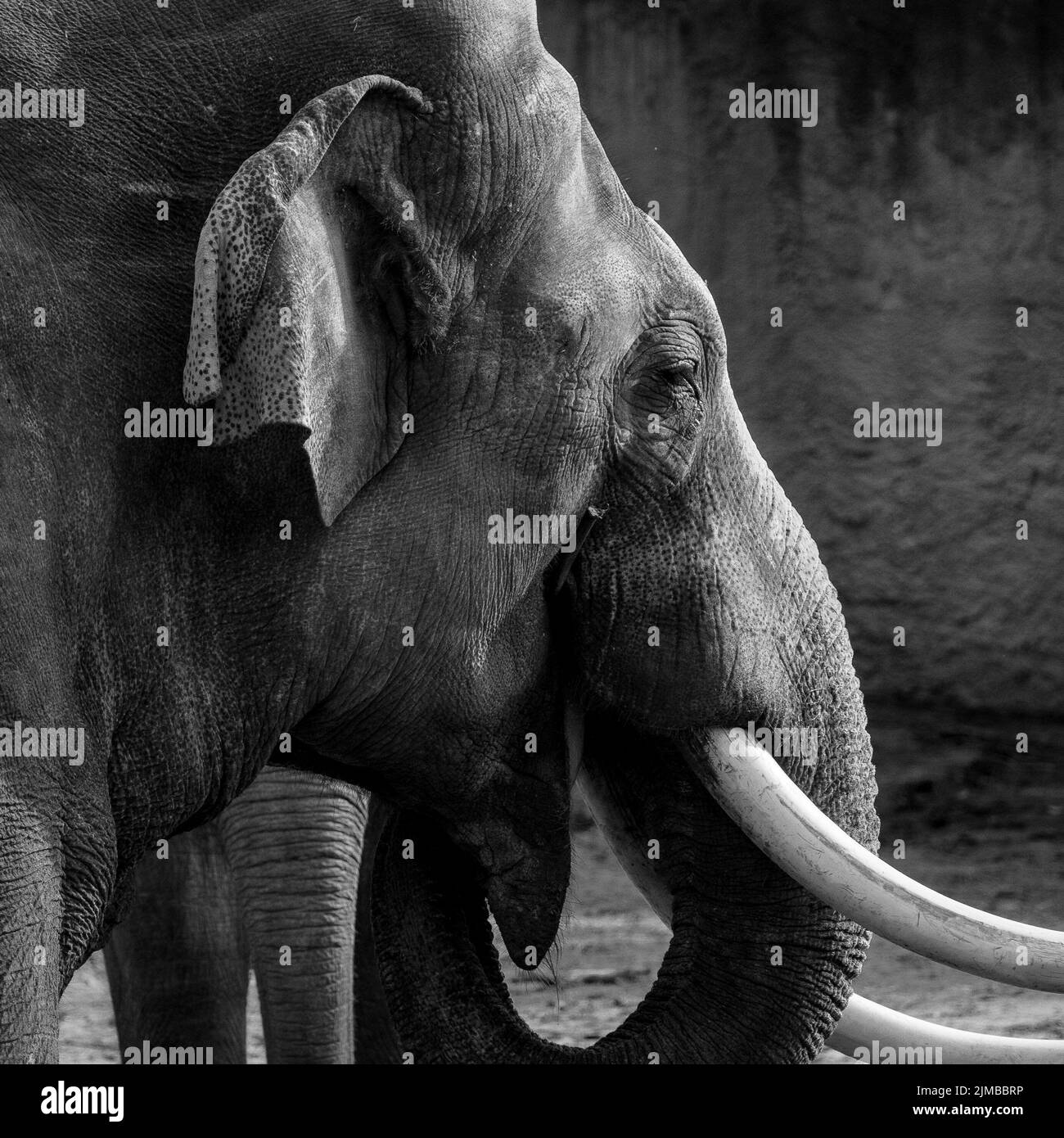 A grayscale of a side view of an elephant head Stock Photo - Alamy