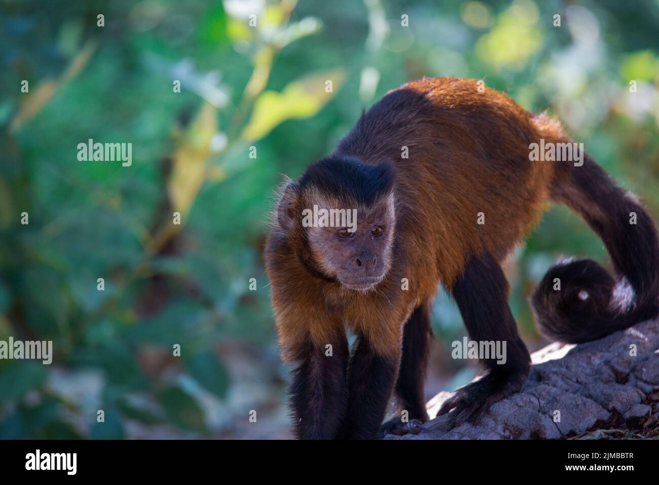 The close-up view of a tufted capuchin coming down the tree on a sunny ...