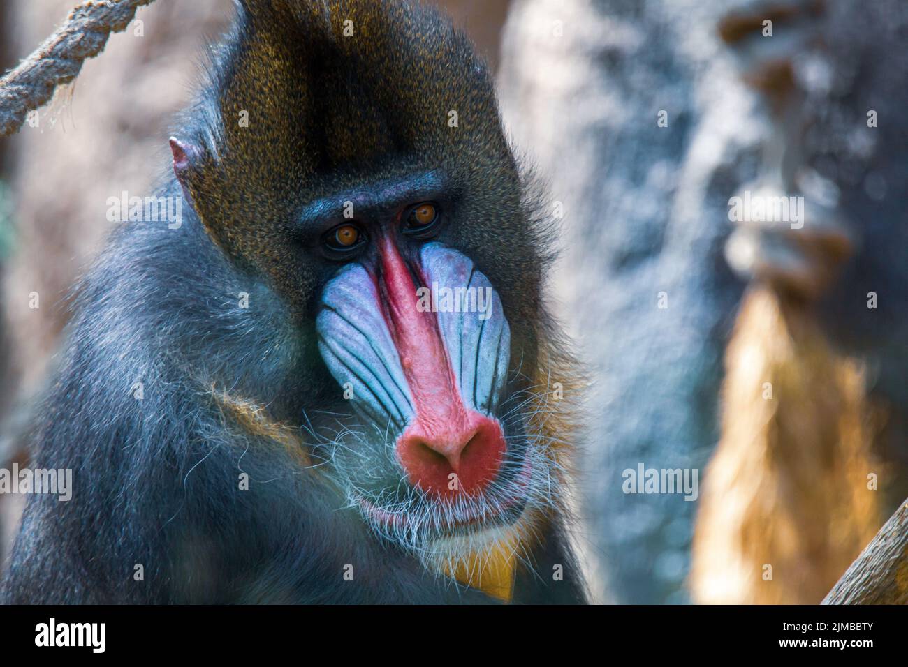 Blue Faced Baboon
