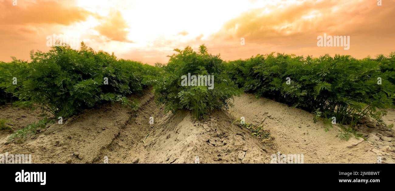 Row agricultural plants in field hi-res stock photography and images ...