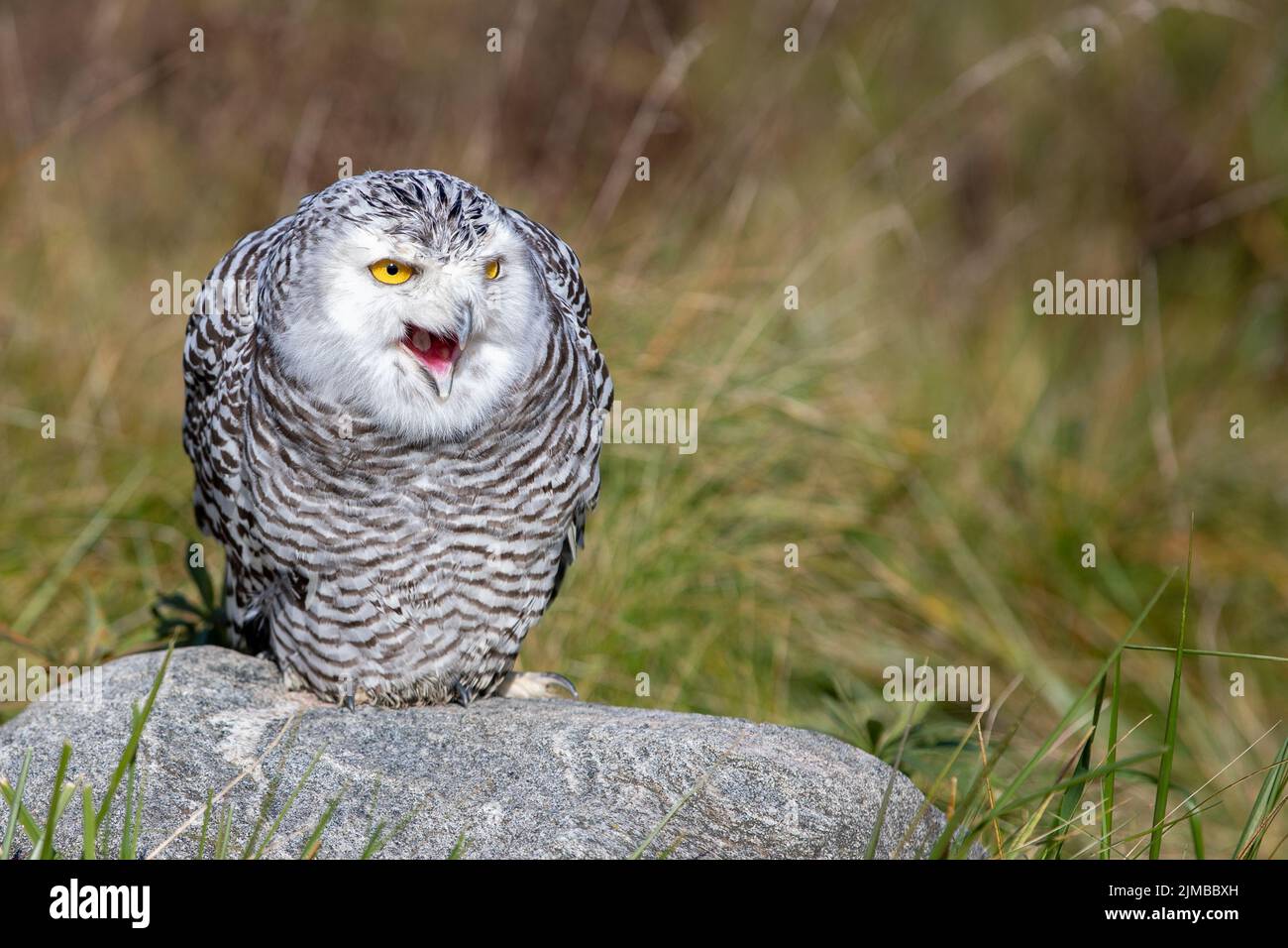 A snowy owl with an open beak sitting on a stone in a field during the ...