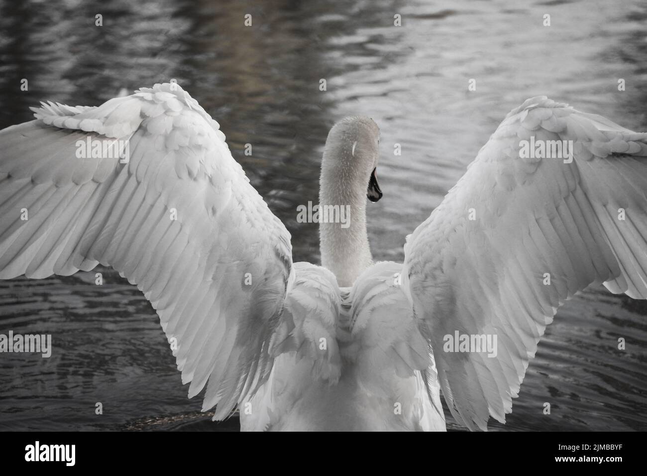 A grayscale of a back view of a swan with spread wings by a river Stock ...