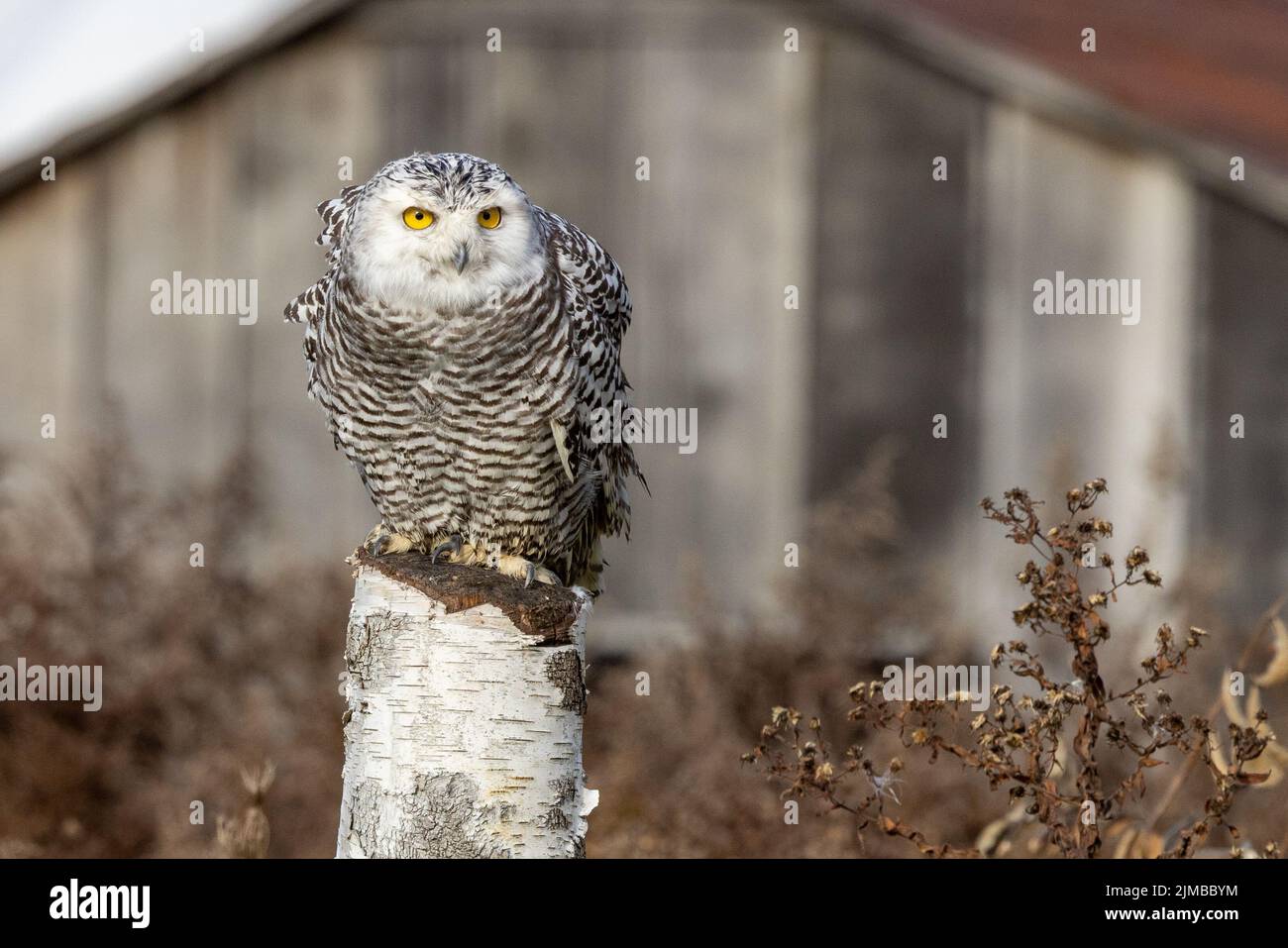 A white snowy owl sitting on a stump surrounded by dry plants with an ...