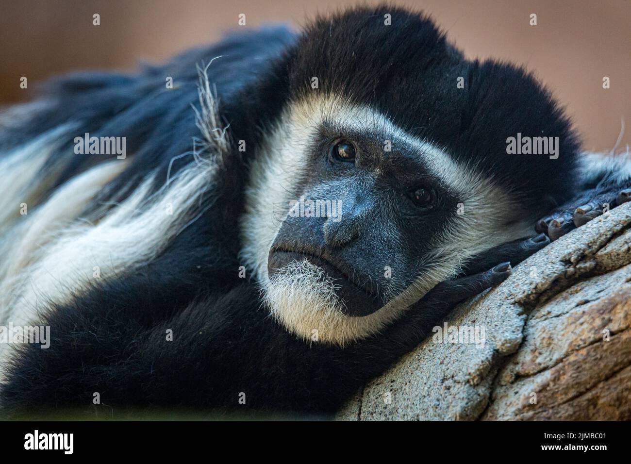 The close-up portrait of a black-and-white colobus resting and looking ...