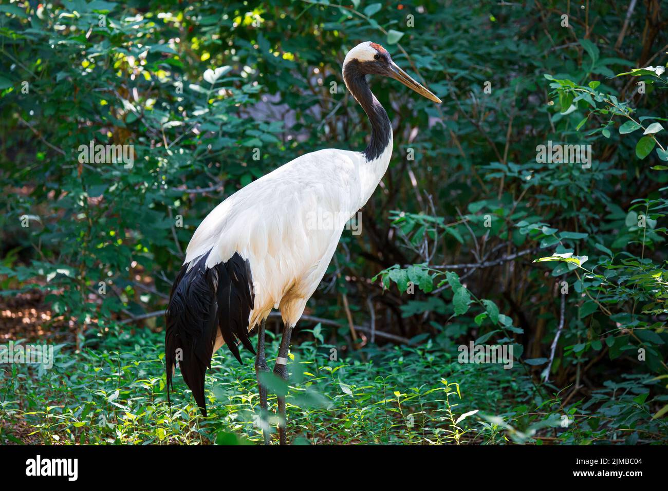 The red-crowned crane perching in the green field in front of the leafy ...