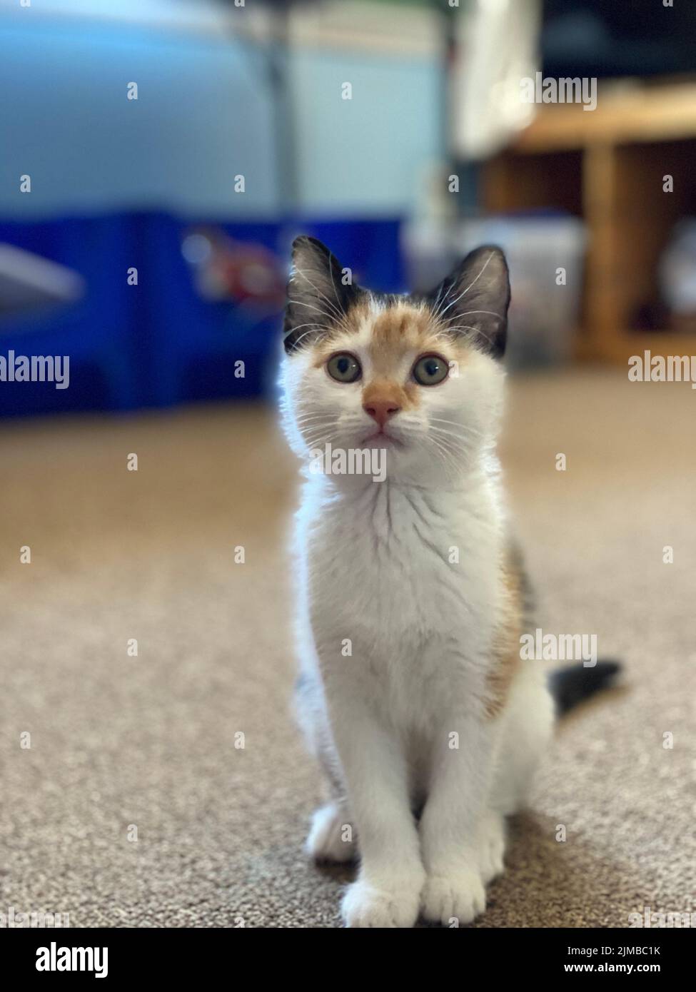 Flour cat hi-res stock photography and images - Alamy