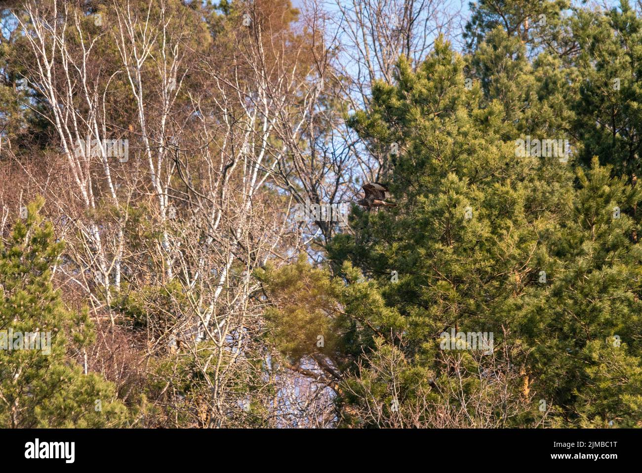A buzzard in flight next to green trees Stock Photo - Alamy