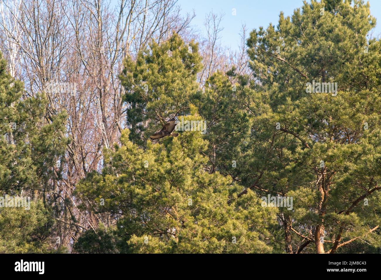 A buzzard in flight next to green trees Stock Photo - Alamy